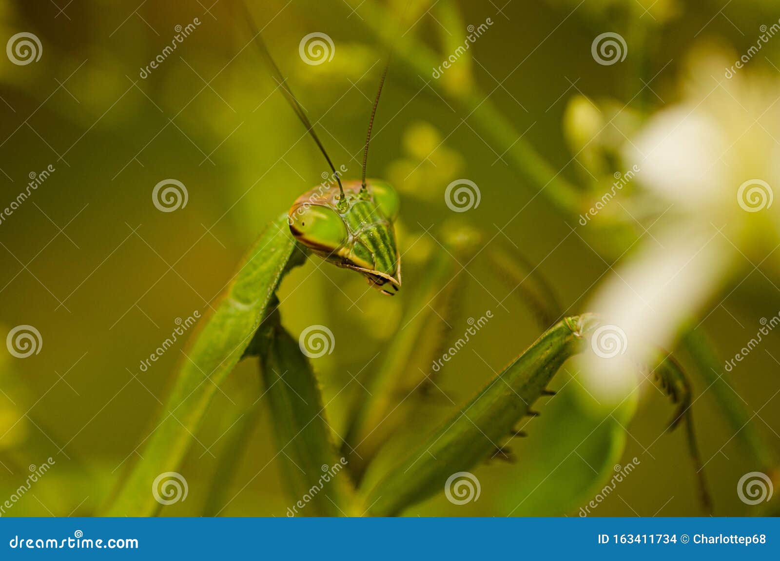Praying mantis stock photo. Image of outdoors, green - 163411734