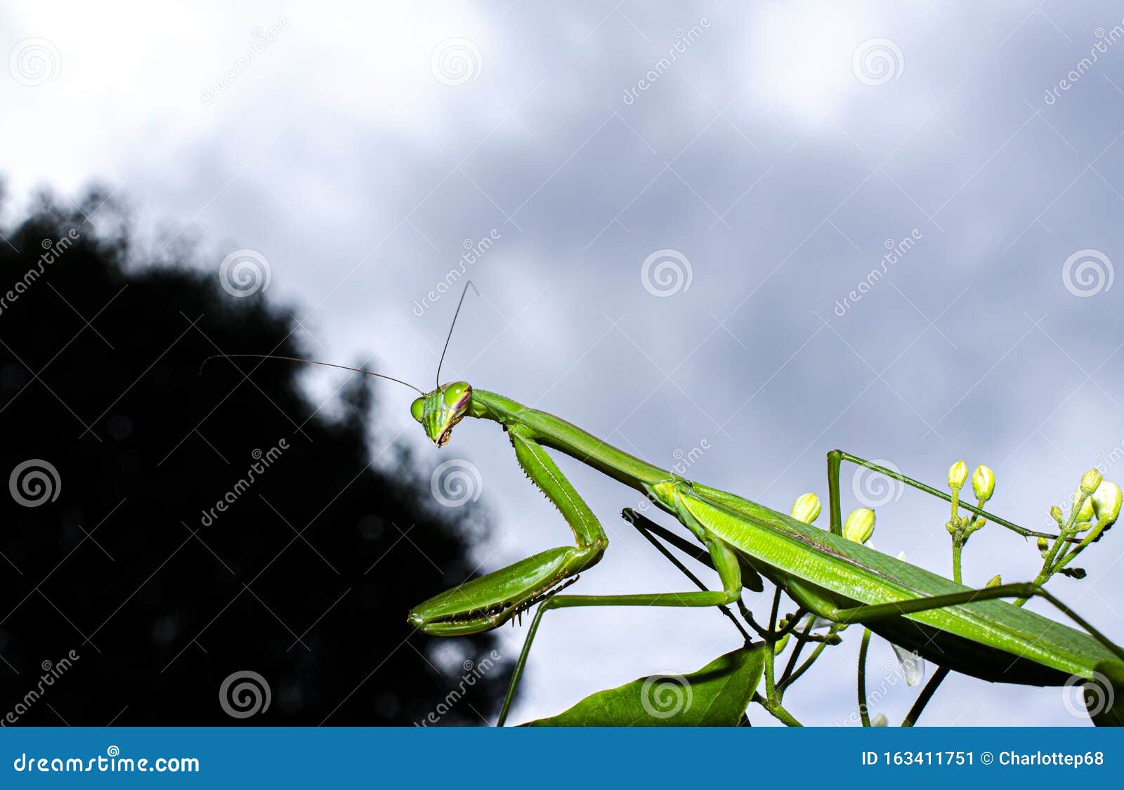 Praying mantis stock image. Image of posture, mate, body - 163411751