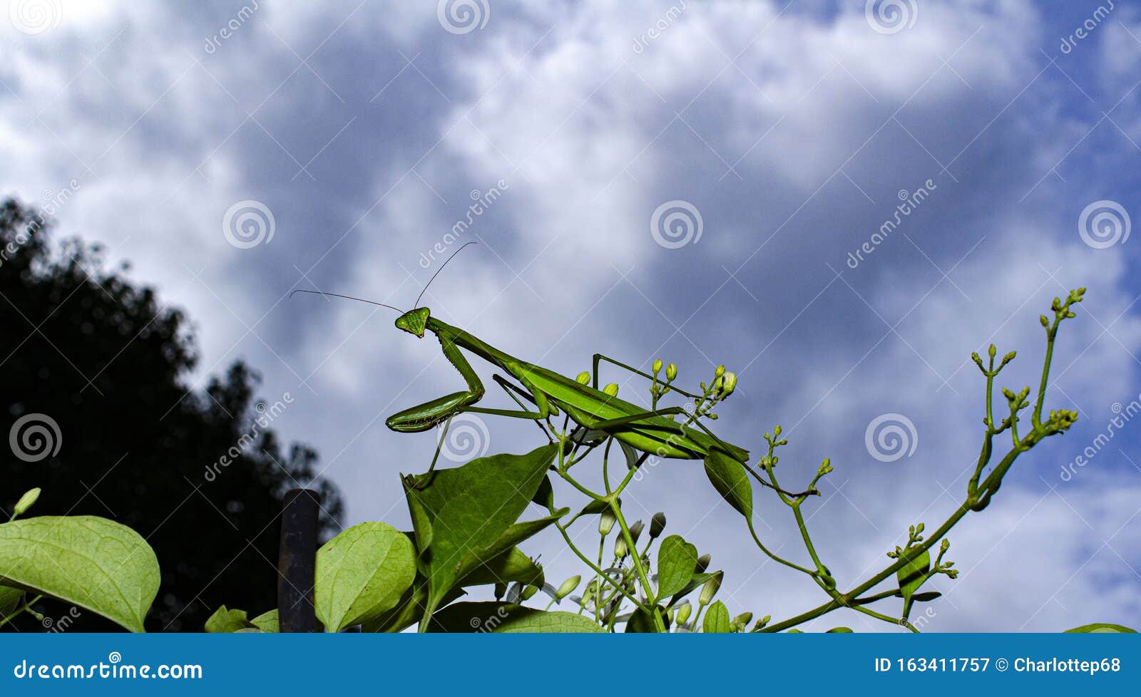 Praying mantis stock image. Image of hunt, praying, summer - 163411757