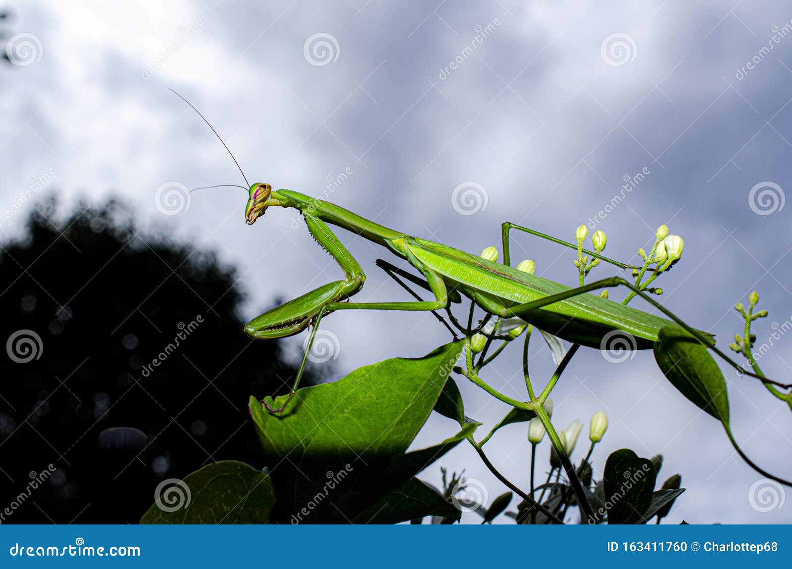 Praying mantis stock photo. Image of stick, portrait - 163411760
