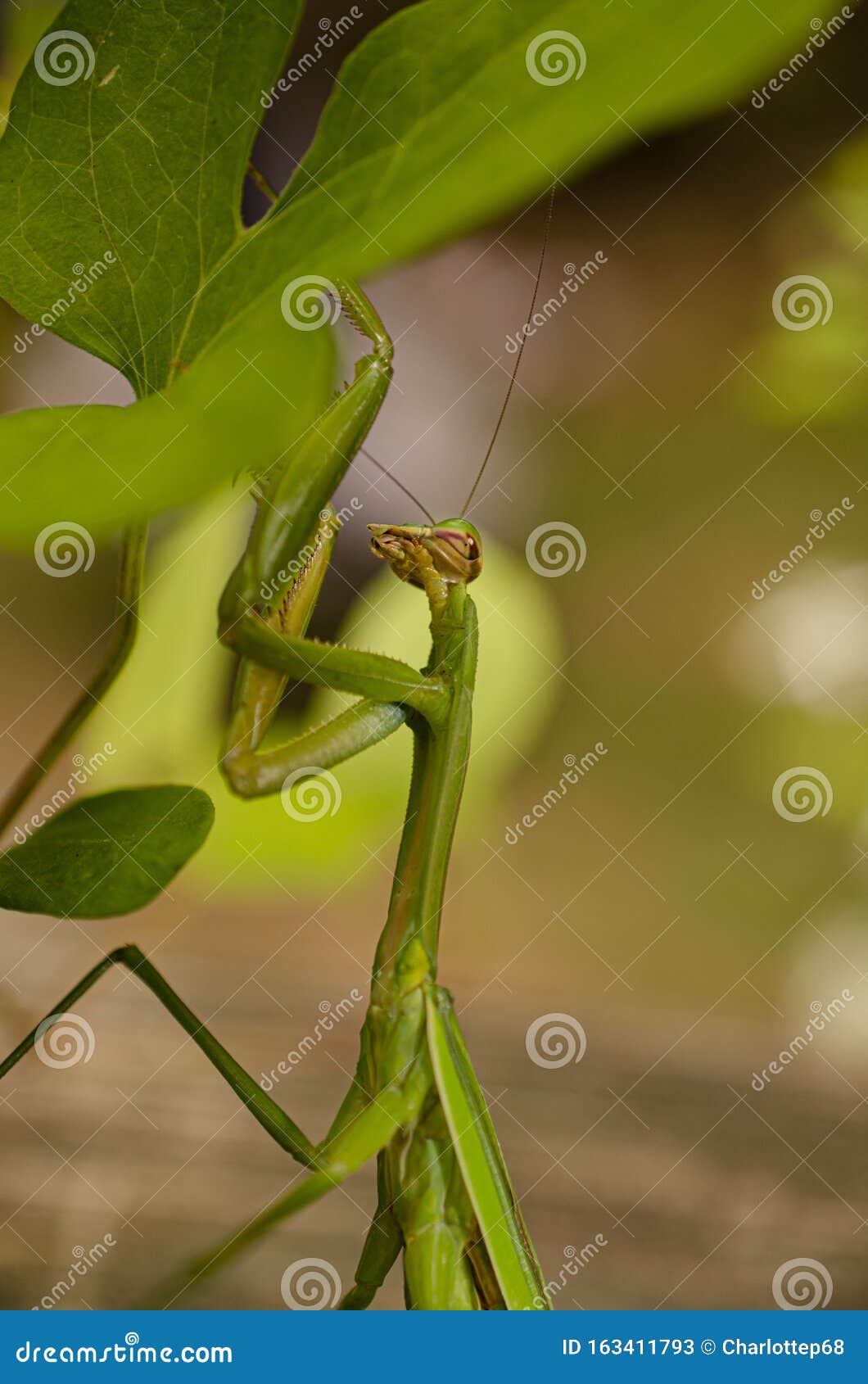 Praying mantis stock image. Image of hungry, blending - 163411793
