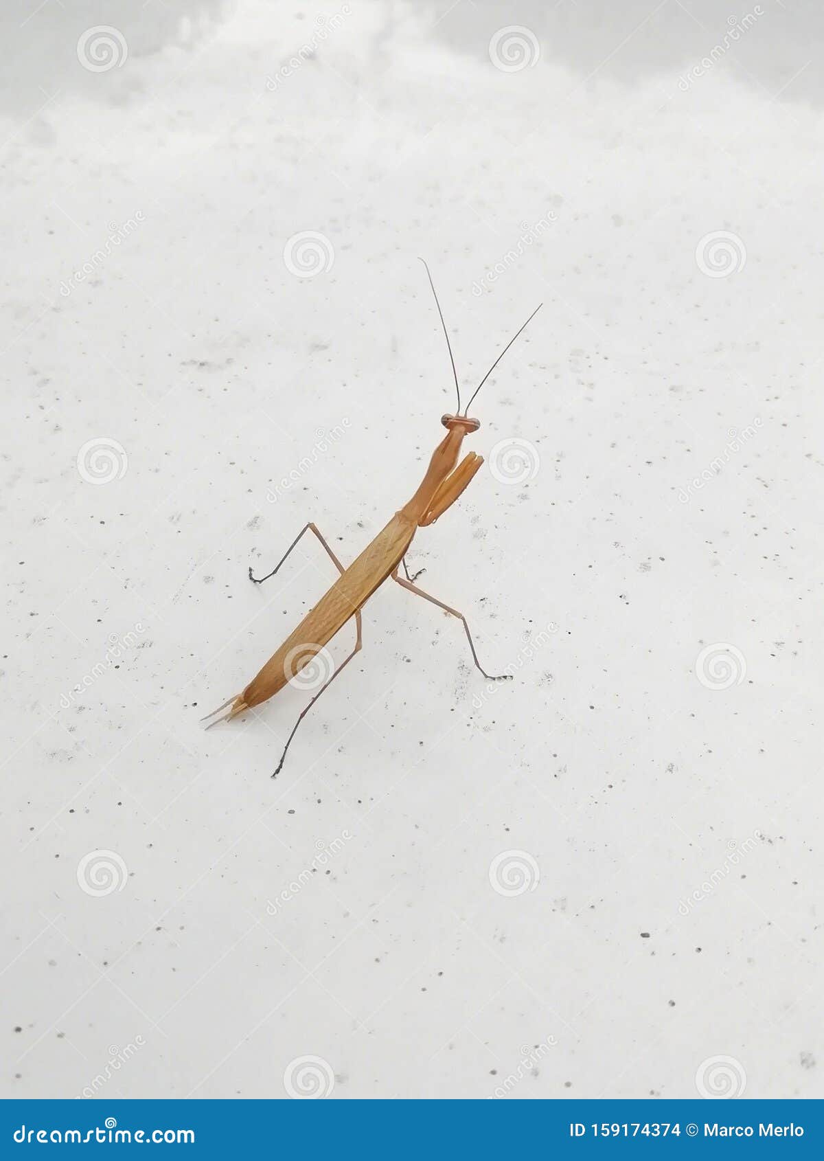 Praying mantis stock photo. Image of insect, macro, mantis - 159174374