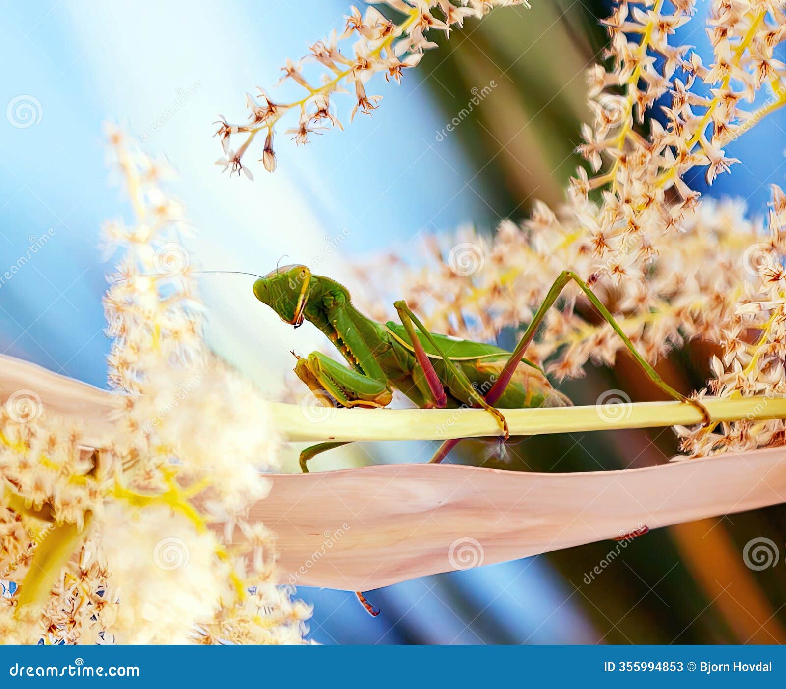 Praying Mantis stock image. Image of isolated, hunter - 355994853