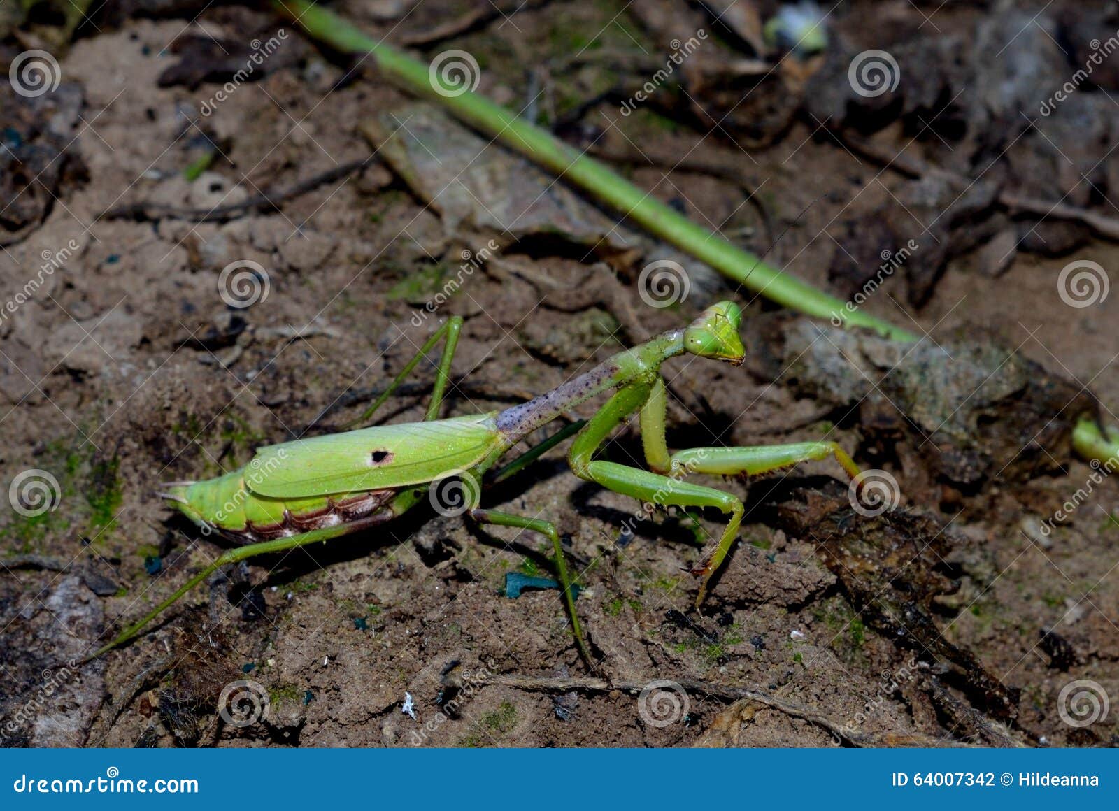Praying Mantis, Predatory Insect Stock Photo - Image of mantodea, wild ...