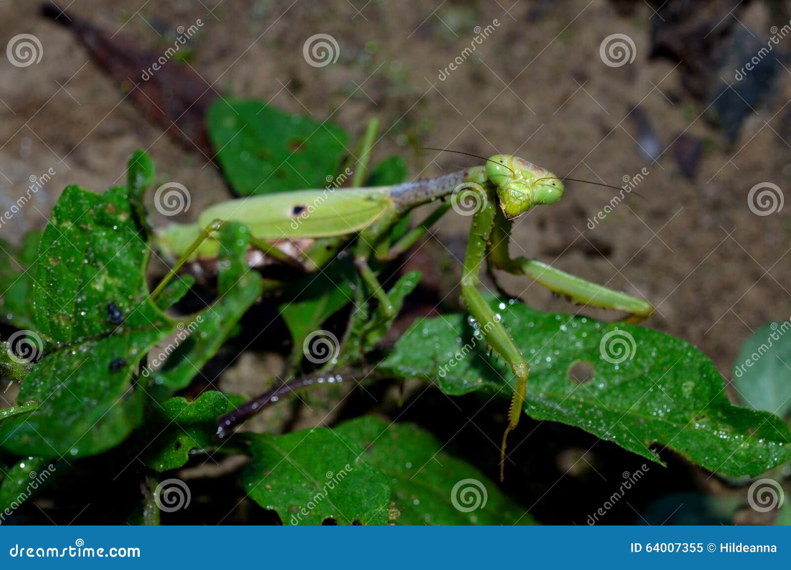 Praying Mantis, Predatory Insect Stock Image - Image of invertebrate ...
