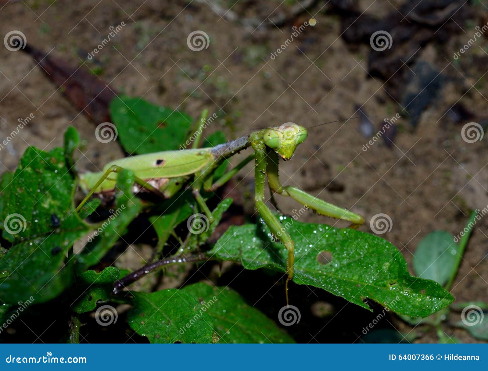Praying Mantis, Predatory Insect Stock Photo - Image of natural ...