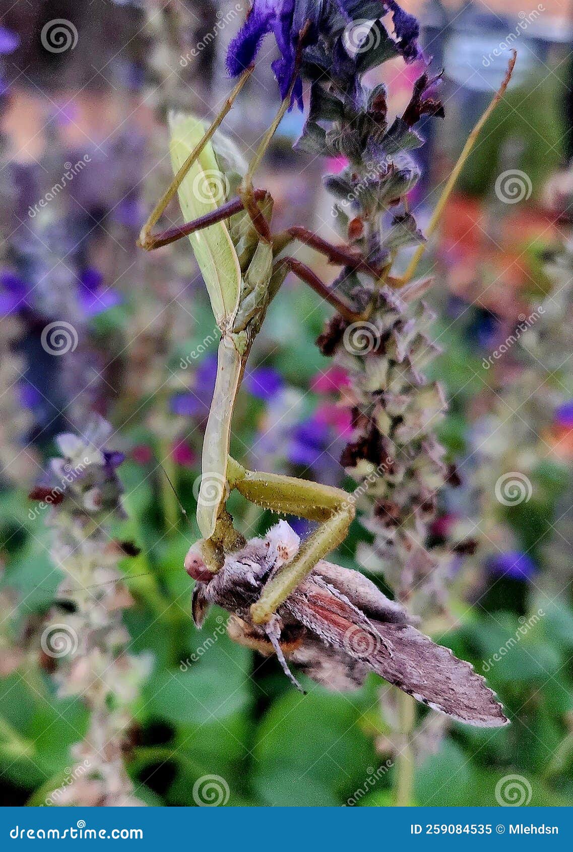 Praying Mantis with prey stock image. Image of manthis - 259084535
