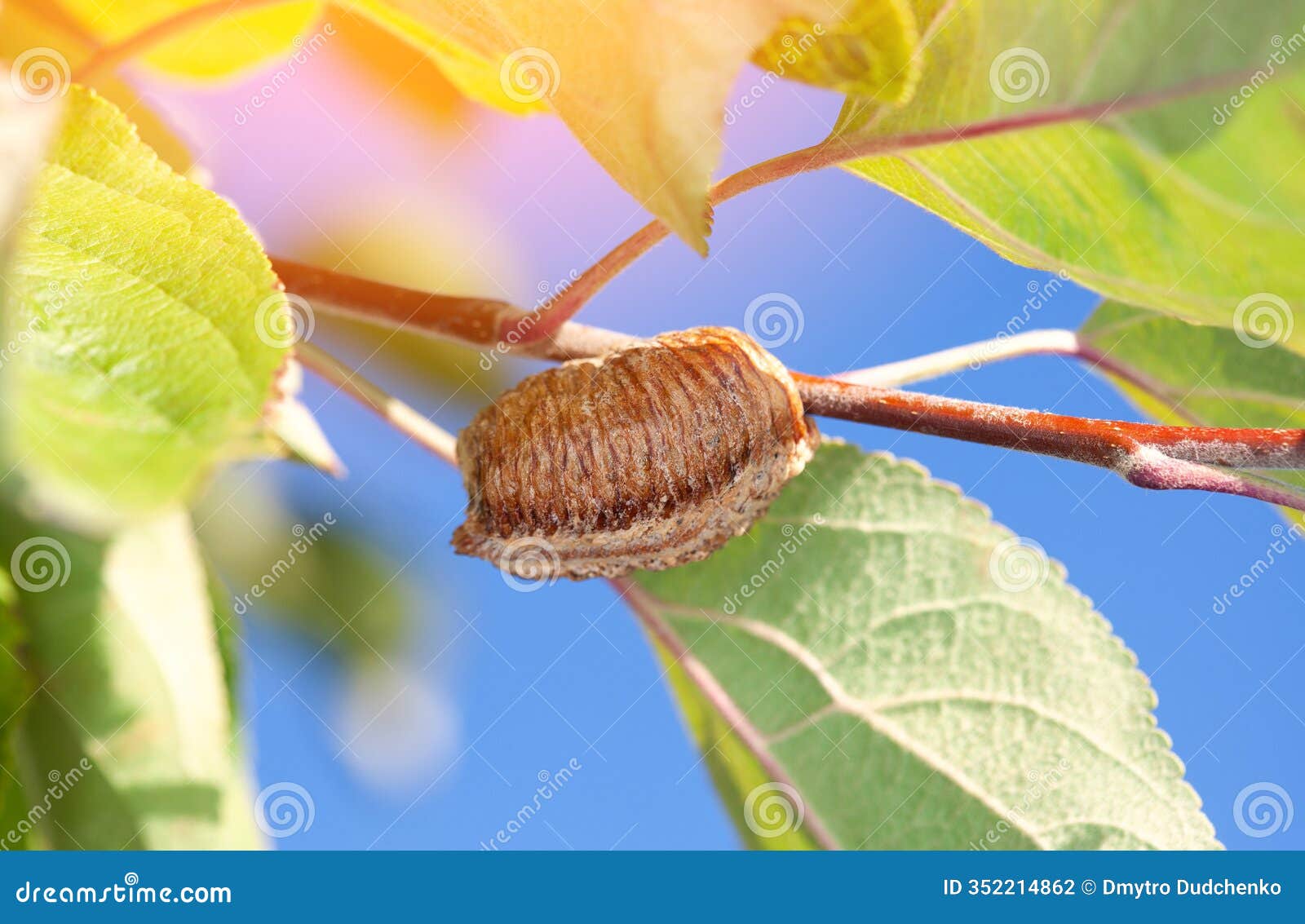 Praying Mantis Pupa on a Tree Branch Stock Photo - Image of mantidae ...