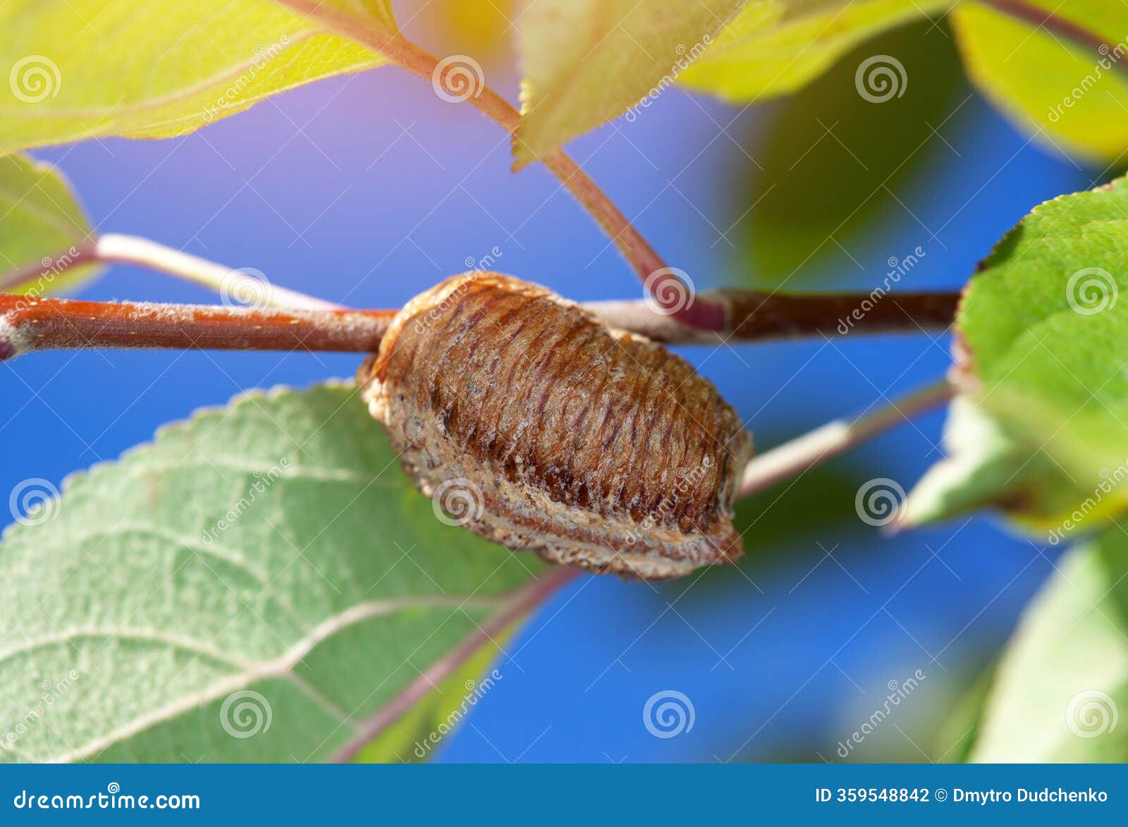 Praying Mantis Pupa on a Tree Branch Stock Photo - Image of background ...