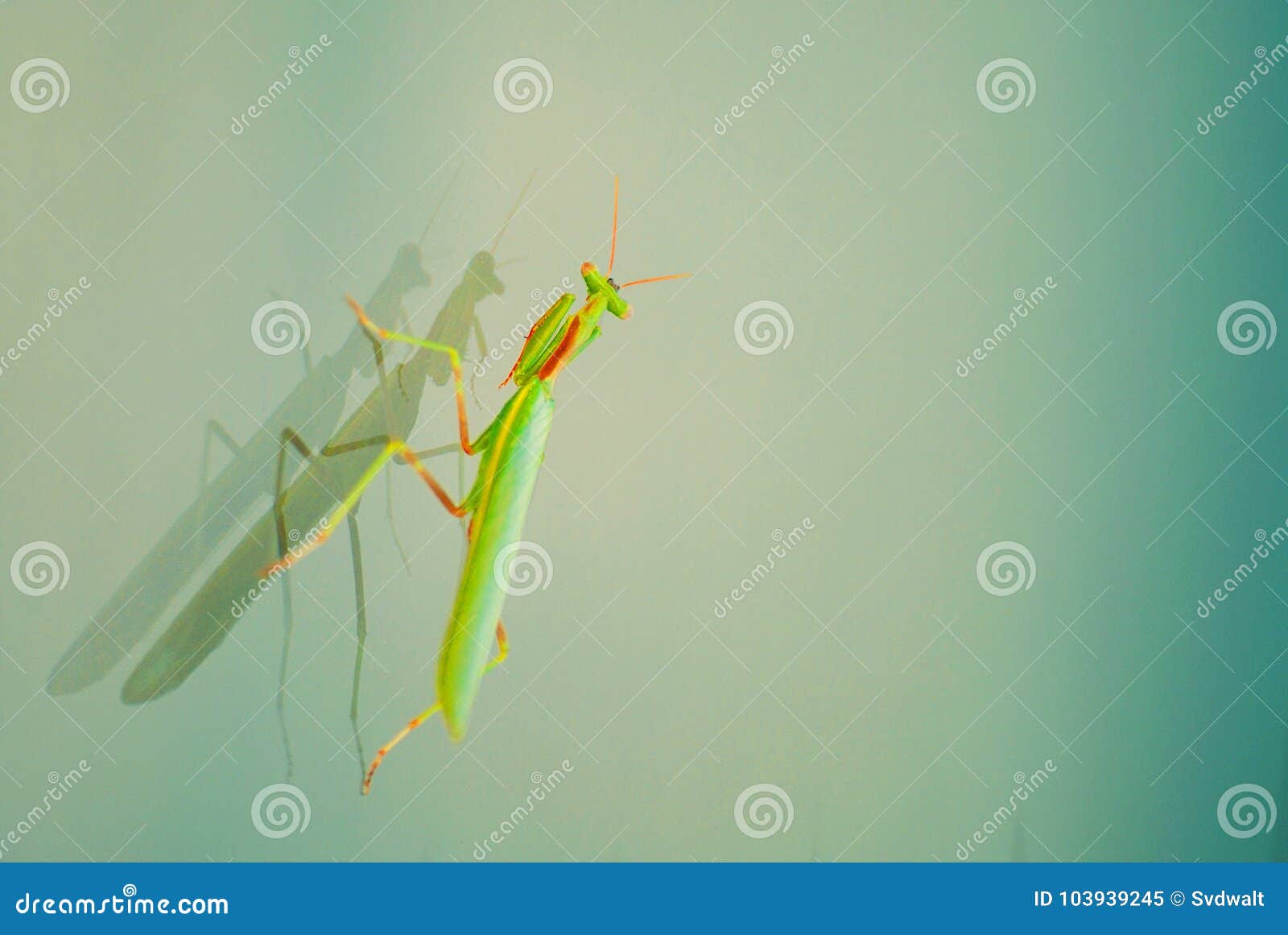 Praying Mantis Reflected in Glass Stock Image - Image of macro ...