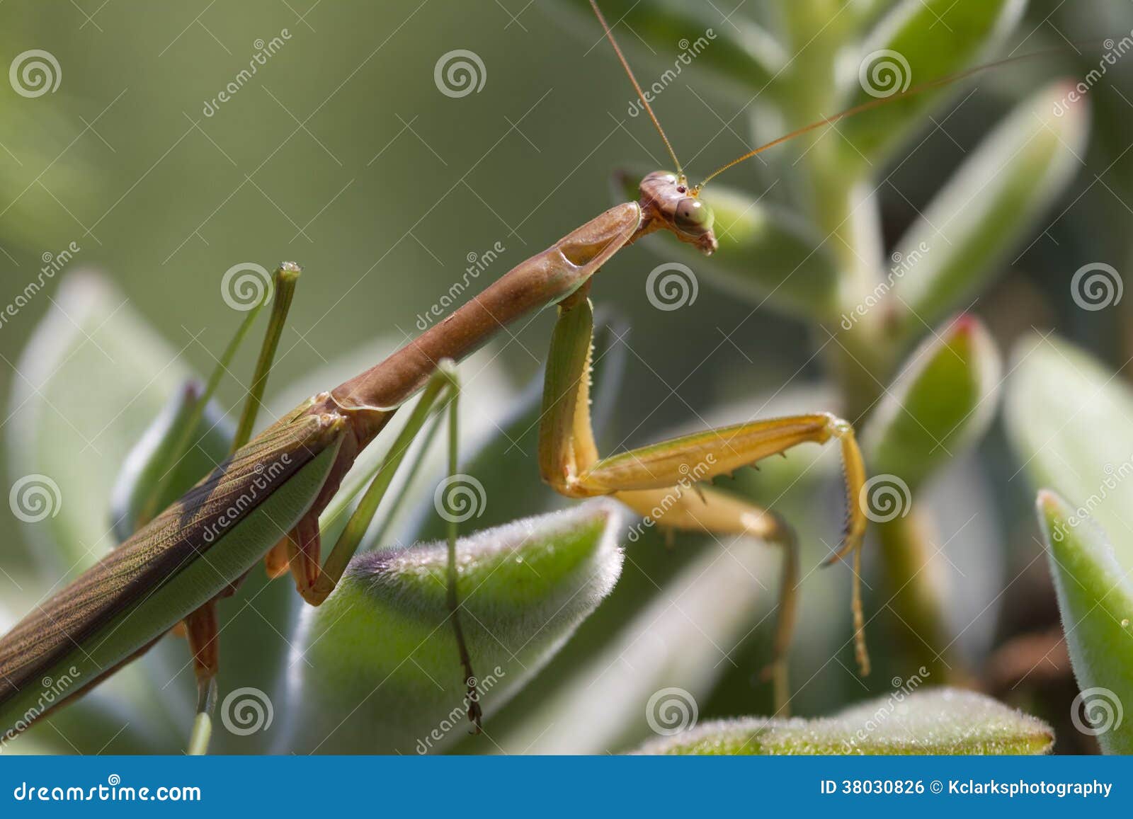 Praying Mantis Religiosa - Insect 2 Stock Photo - Image of insects ...
