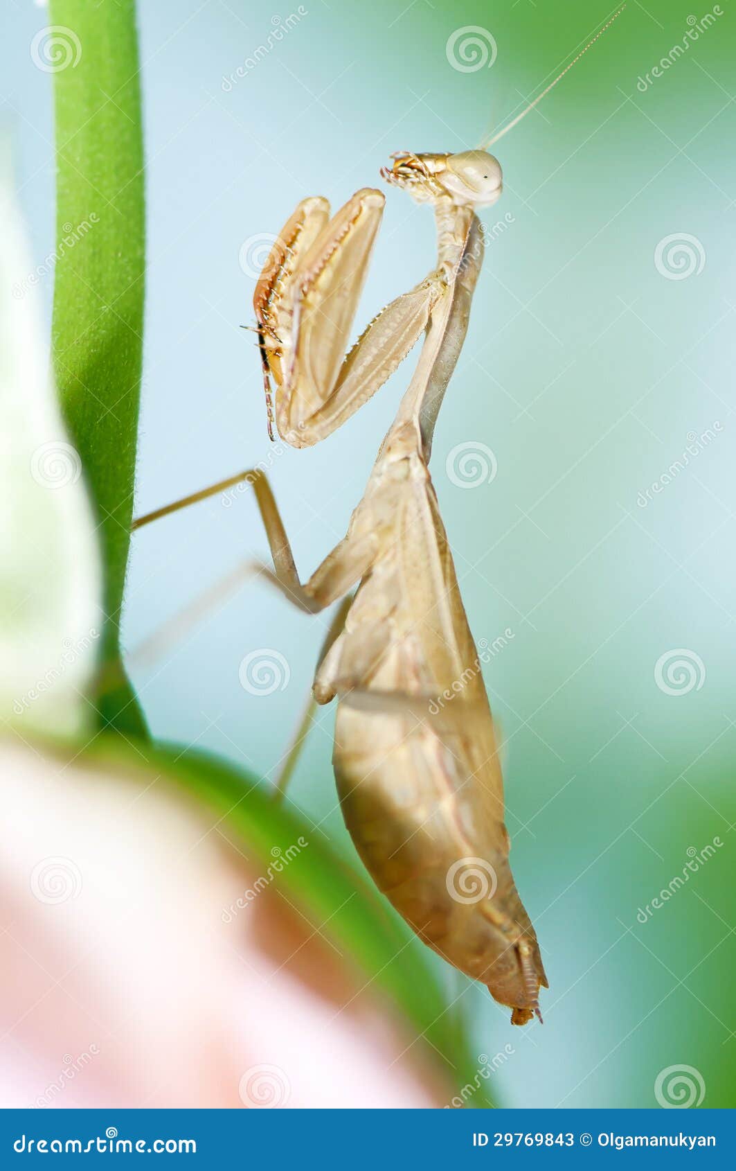 Mantis on a rose stock image. Image of macro, magnification - 29769843