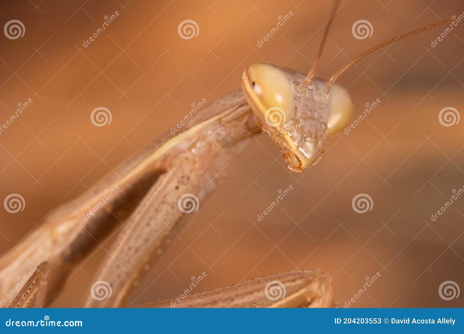 Praying Mantis Mantis Religiosa Stock Image - Image of praying ...