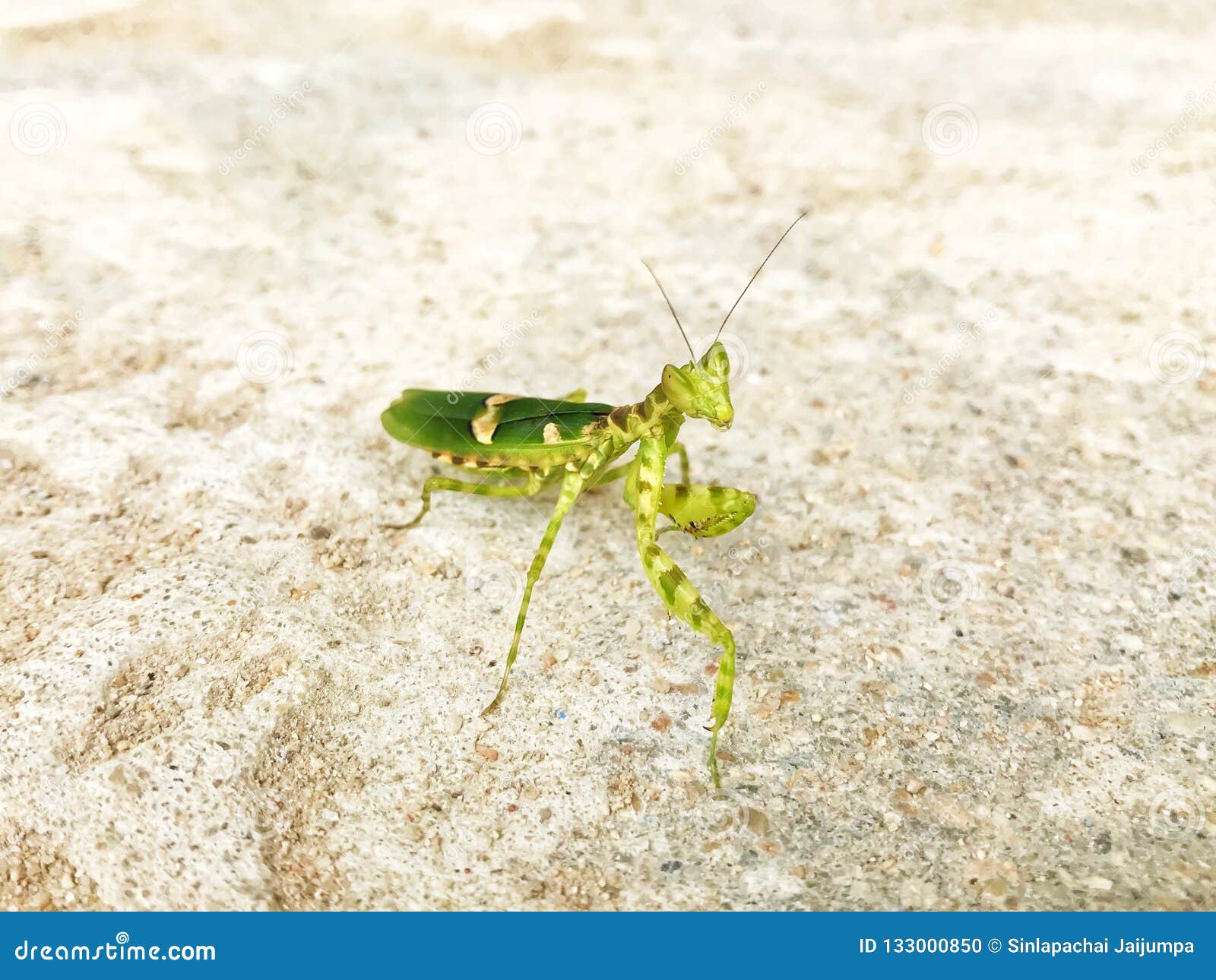 Praying Mantis or Mantis Religiosa with Striped Standing on the Cement ...