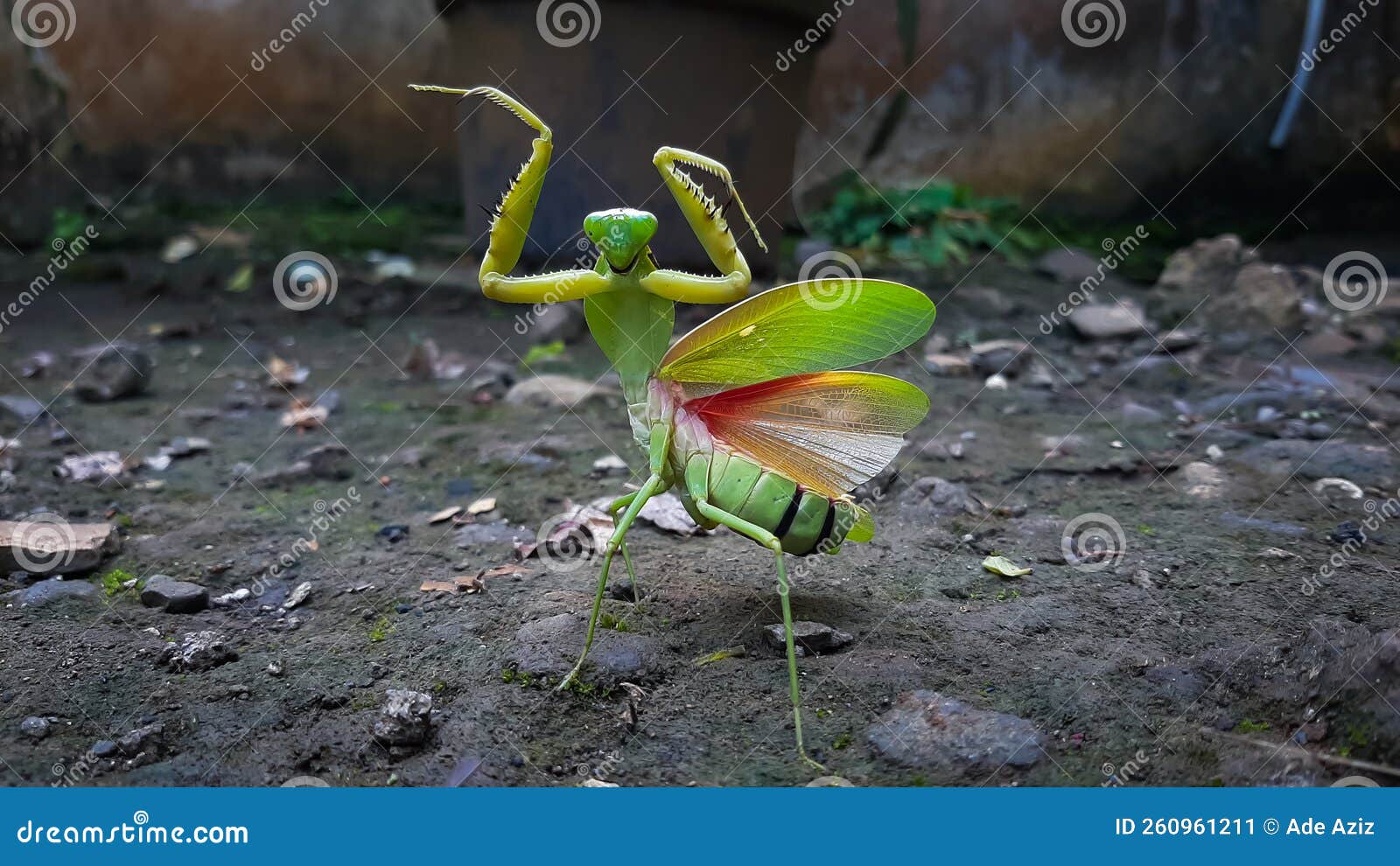 Praying Mantis, Religious Mantis. the Green Praying Mantis is in Danger ...