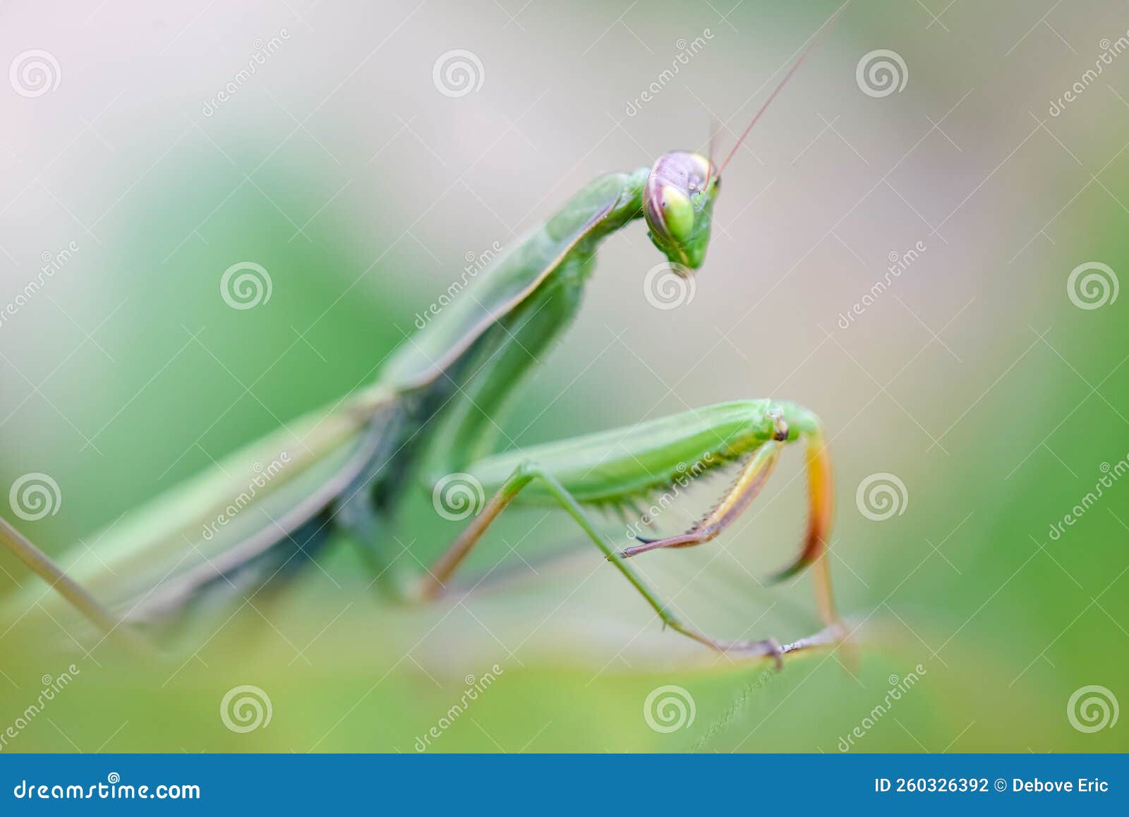 Praying Mantis Waiting for Prey in Macro Stock Photo - Image of ...