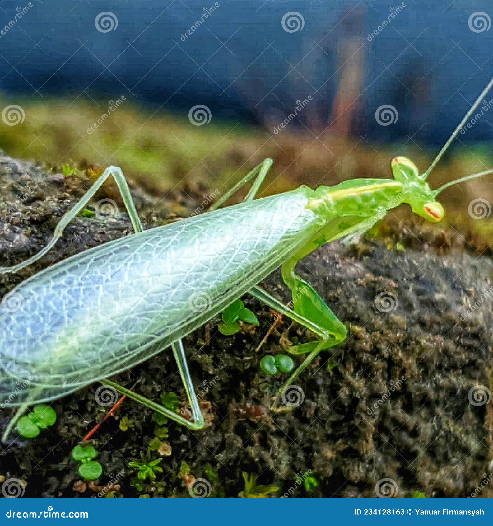 Praying mantis on a rock stock image. Image of leaf - 234128163