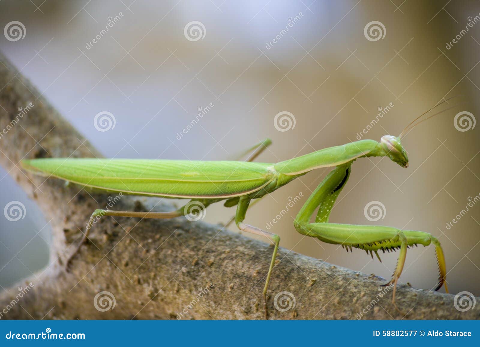 Praying mantis on branch stock image. Image of looking - 58802577