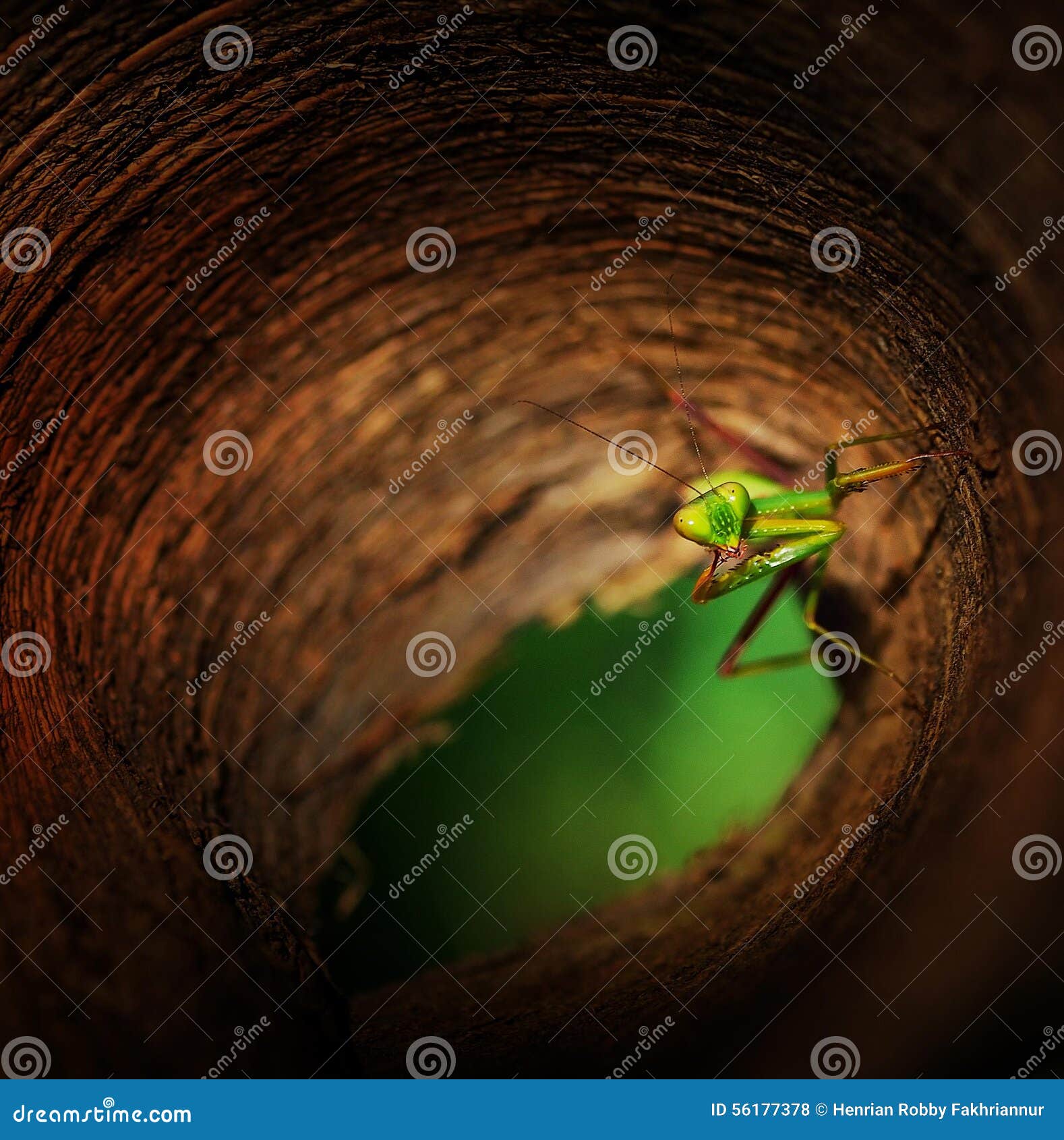 Praying Mantis in a Secret Base Stock Photo - Image of colorful ...