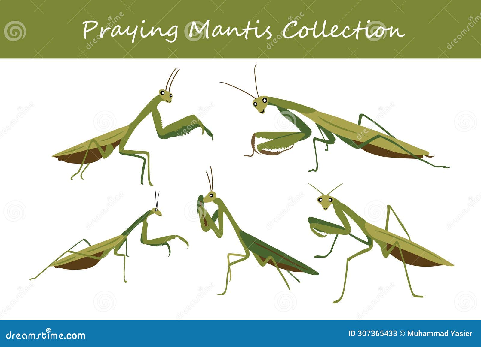 Praying Mantis. Set of Praying Mantis Stock Vector - Illustration of ...