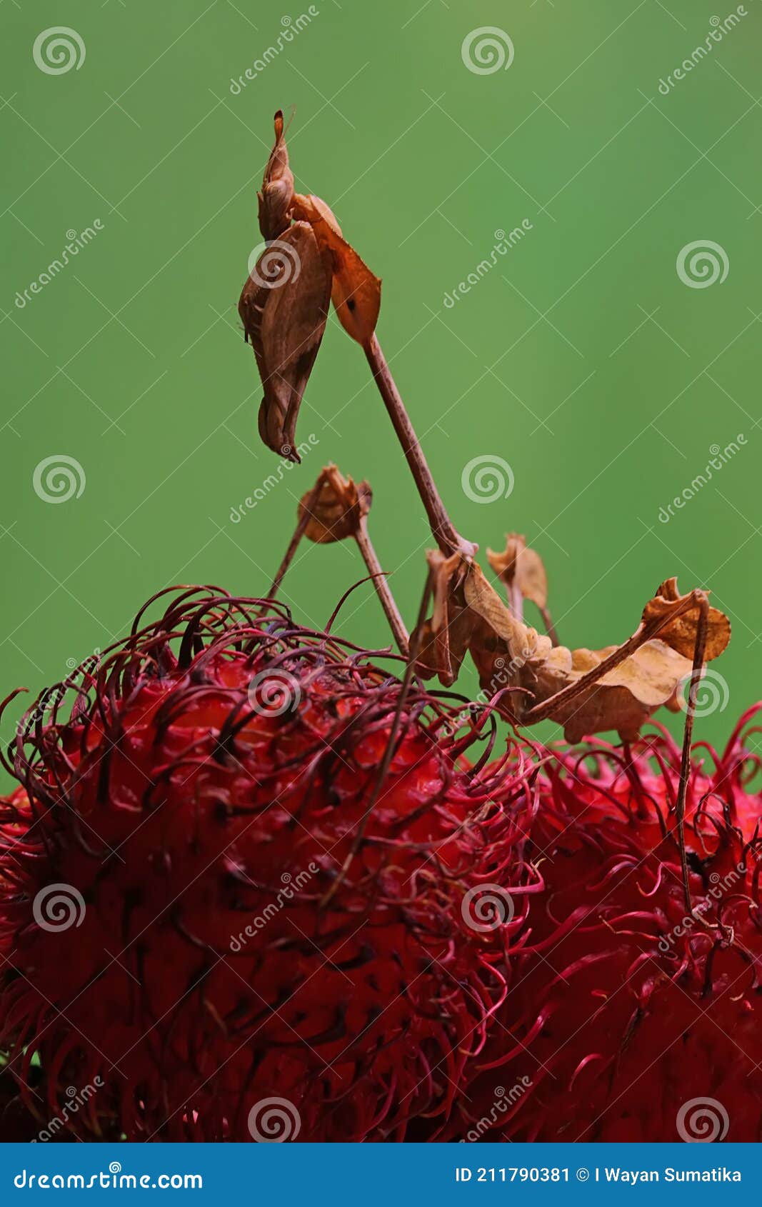 Praying Mantis is Showing Aggressive Behavior. Stock Image - Image of ...