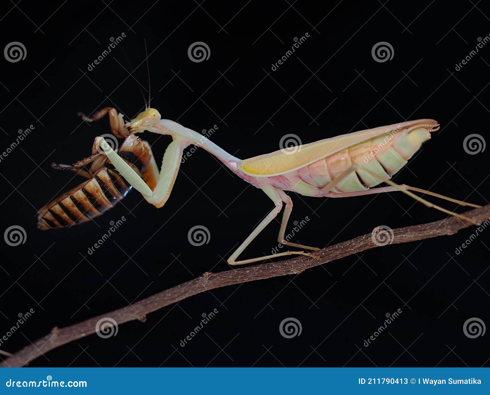 Praying Mantis is Showing Aggressive Behavior. Stock Image - Image of closeup, color: 211790413