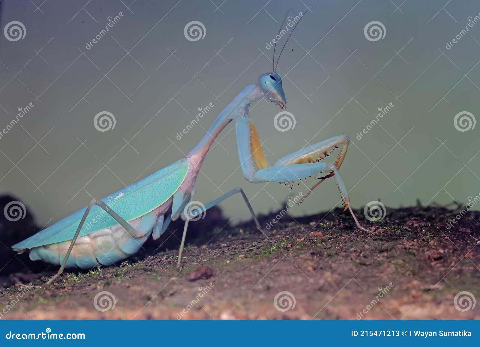 Praying Mantis is Showing Aggressive Behavior. Stock Image - Image of ...