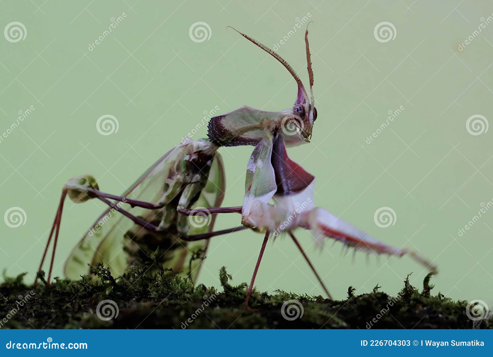 Praying Mantis is Showing Aggressive Behavior. Stock Image - Image of ...