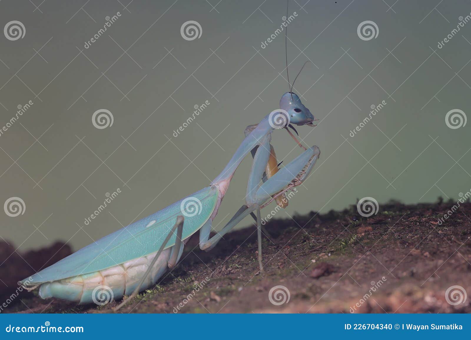 Praying Mantis is Showing Aggressive Behavior. Stock Photo - Image of ...