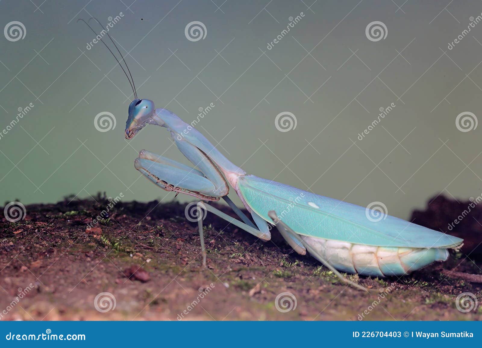 Praying Mantis is Showing Aggressive Behavior. Stock Image - Image of ...
