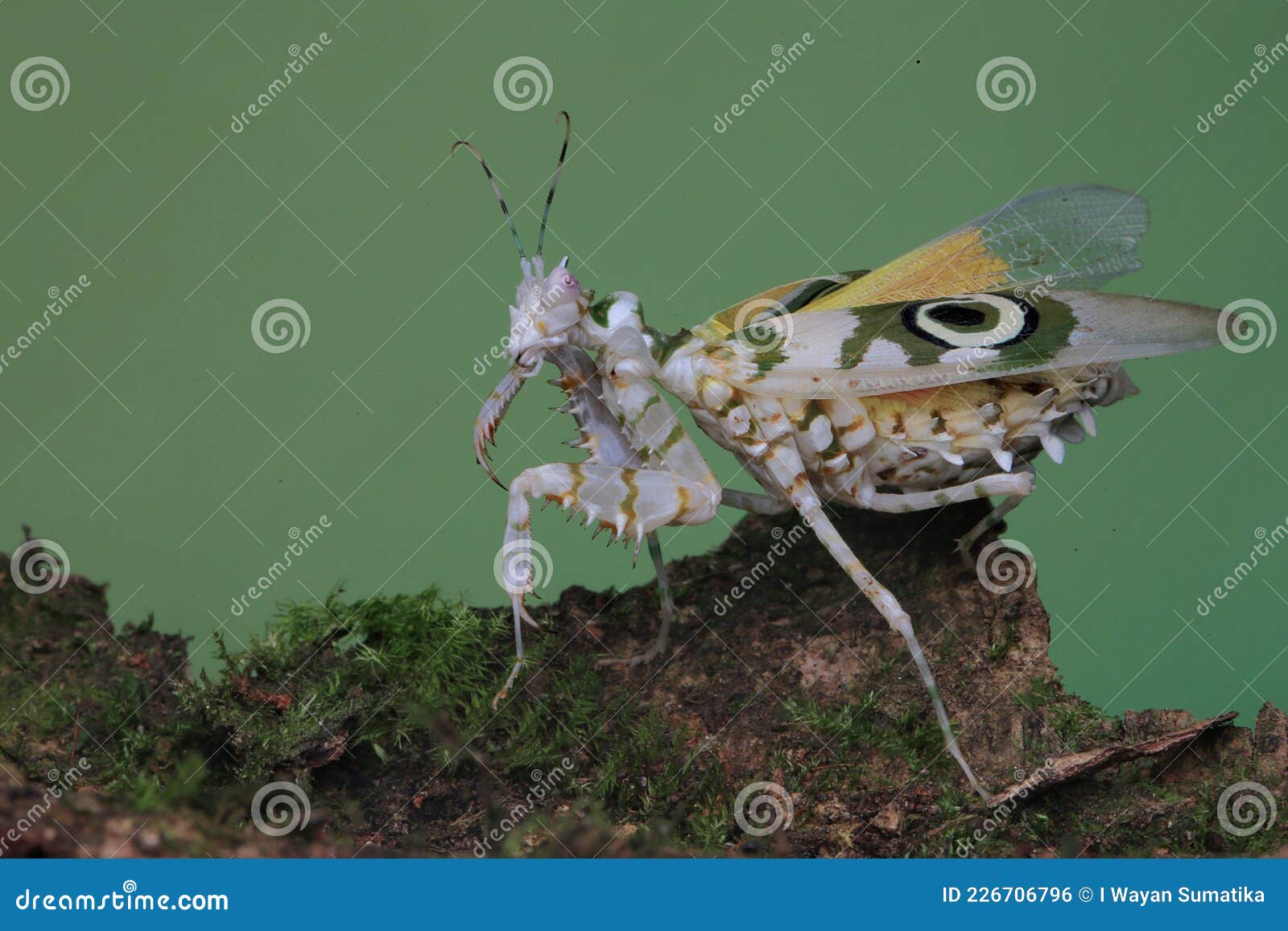 Praying Mantis is Showing Aggressive Behavior. Stock Photo - Image of camera, biology: 226706796