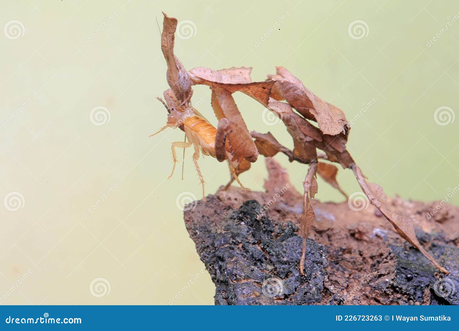 Praying Mantis is Showing Aggressive Behavior. Stock Image - Image of ...