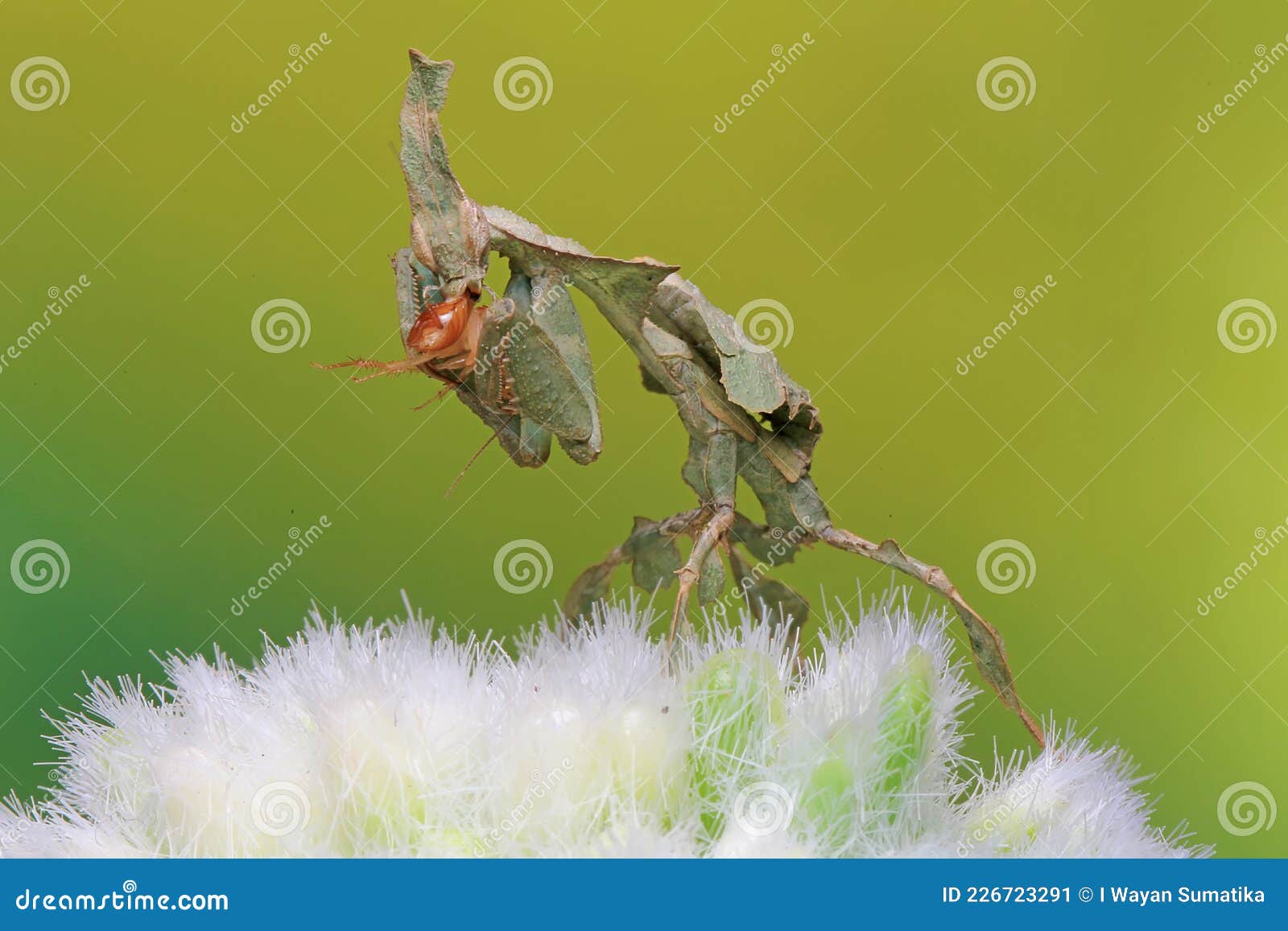 Praying Mantis is Showing Aggressive Behavior. Stock Image - Image of ...