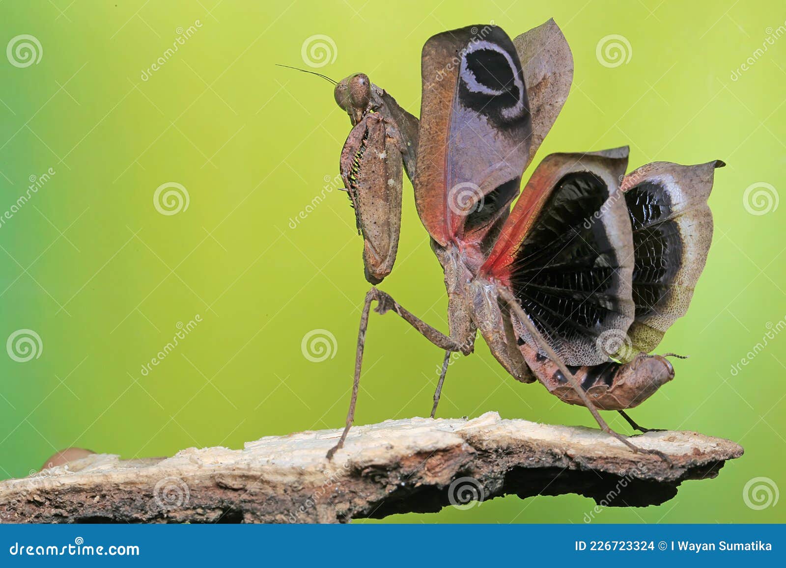 Praying Mantis is Showing Aggressive Behavior. Stock Photo - Image of aggression, closeup: 226723324
