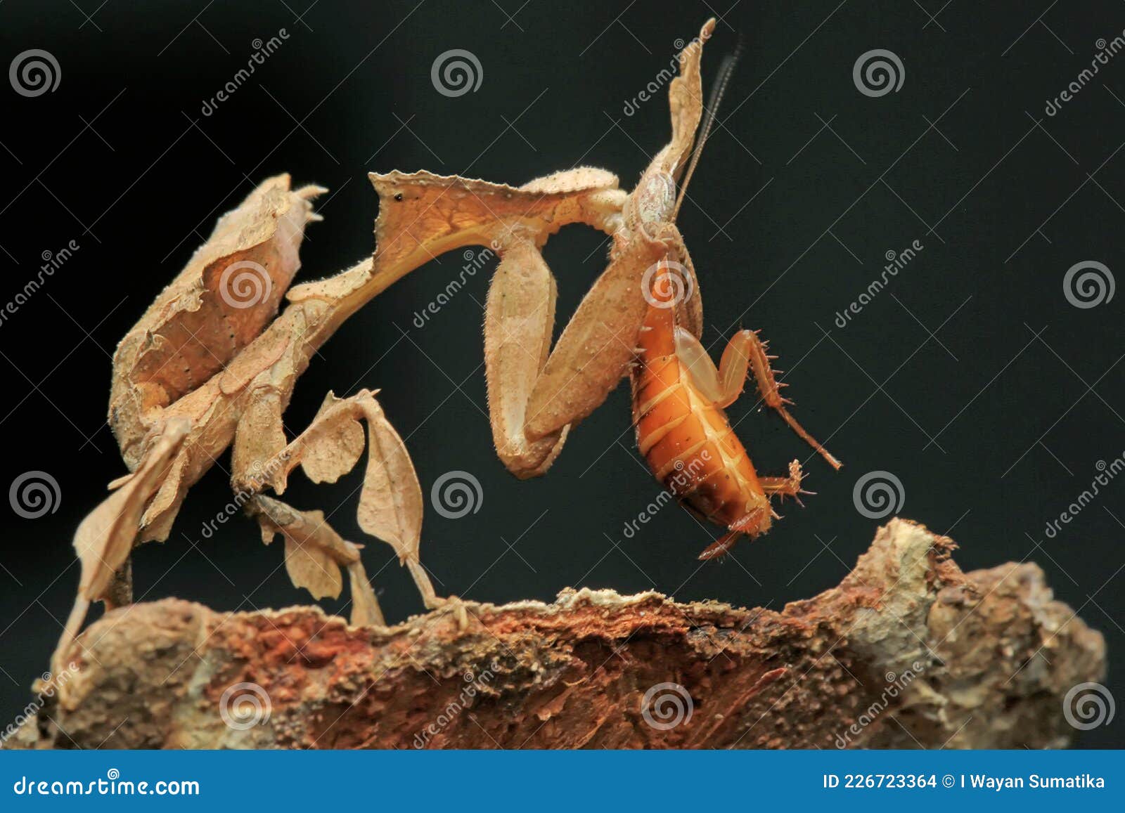 Praying Mantis is Showing Aggressive Behavior. Stock Photo - Image of frighten, behavior: 226723364