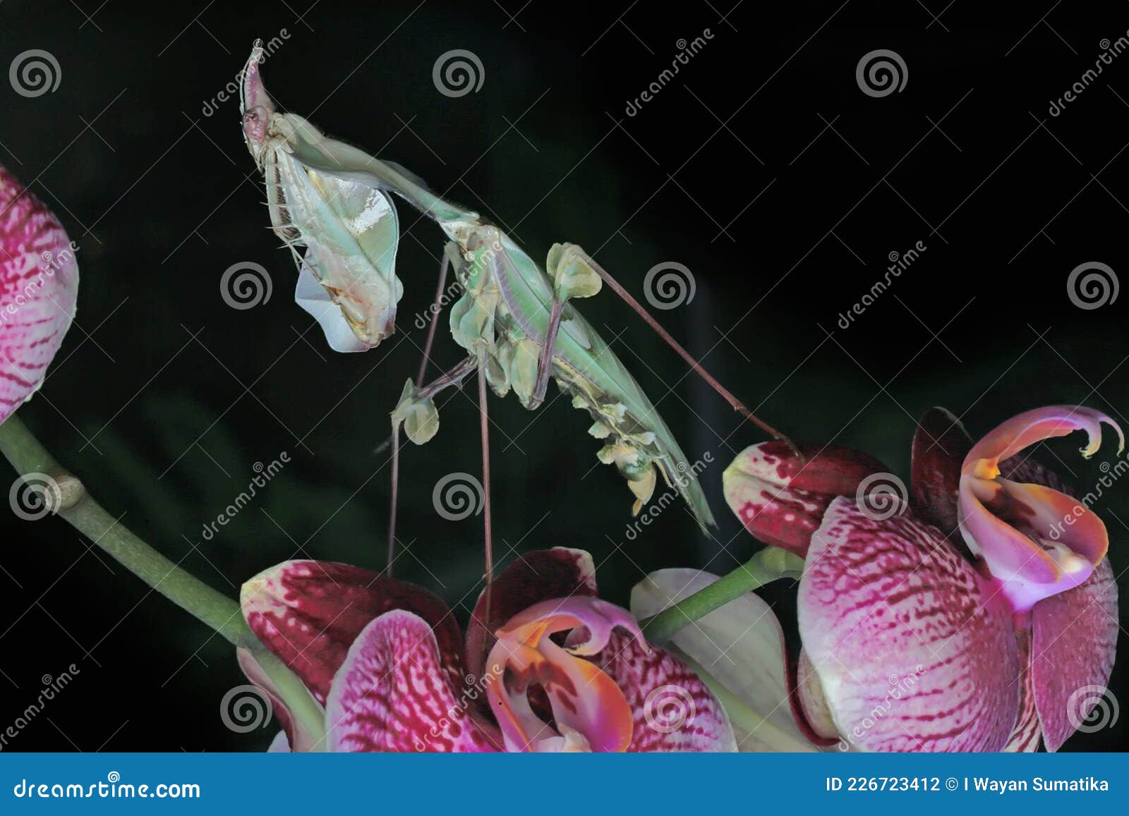 Praying Mantis is Showing Aggressive Behavior. Stock Photo - Image of ...