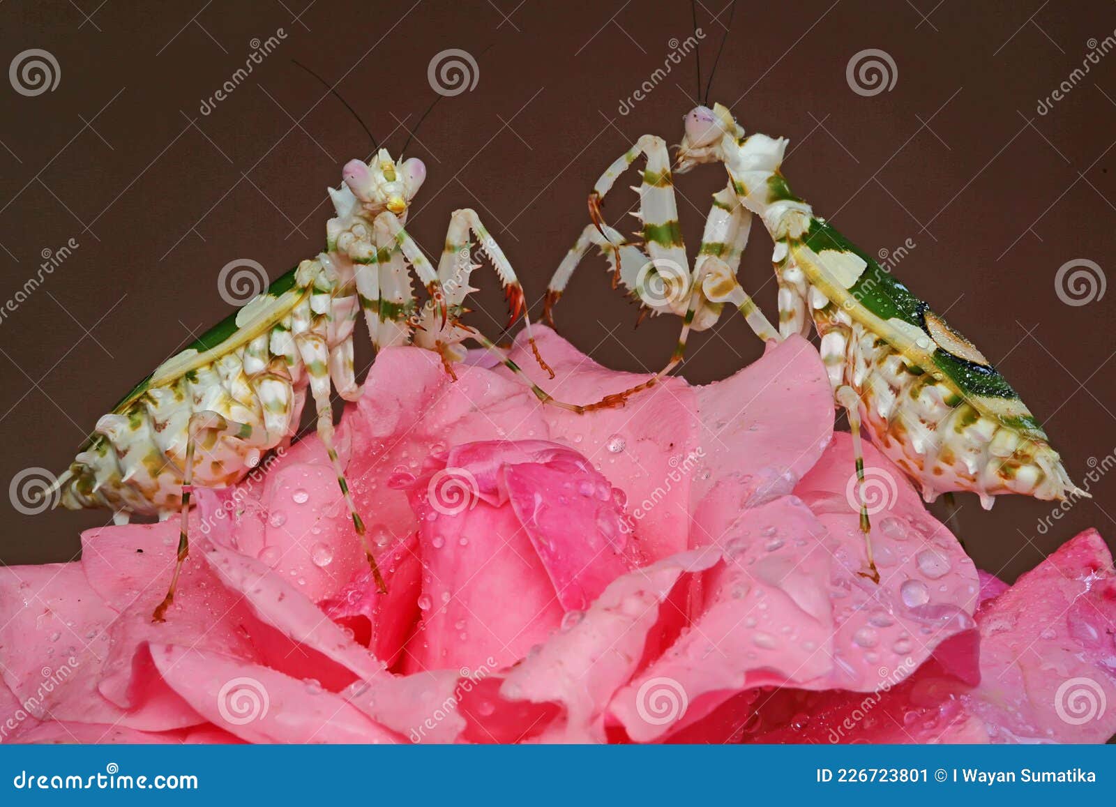 Praying Mantis is Showing Aggressive Behavior. Stock Image - Image of ...