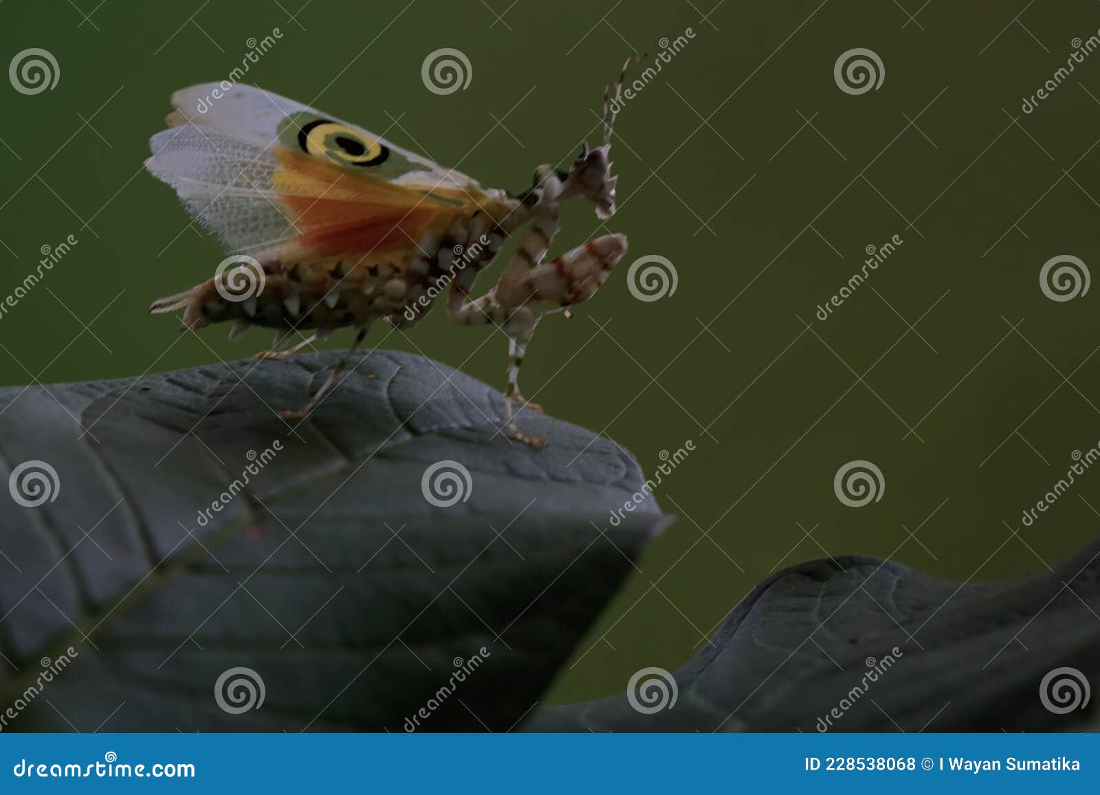 Praying Mantis is Showing Aggressive Behavior. Stock Photo - Image of ...