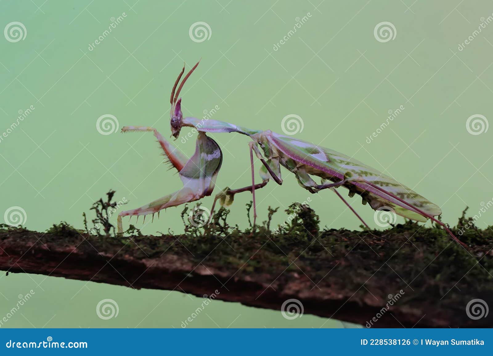 Praying Mantis is Showing Aggressive Behavior. Stock Photo - Image of invertebrate, aggressive ...