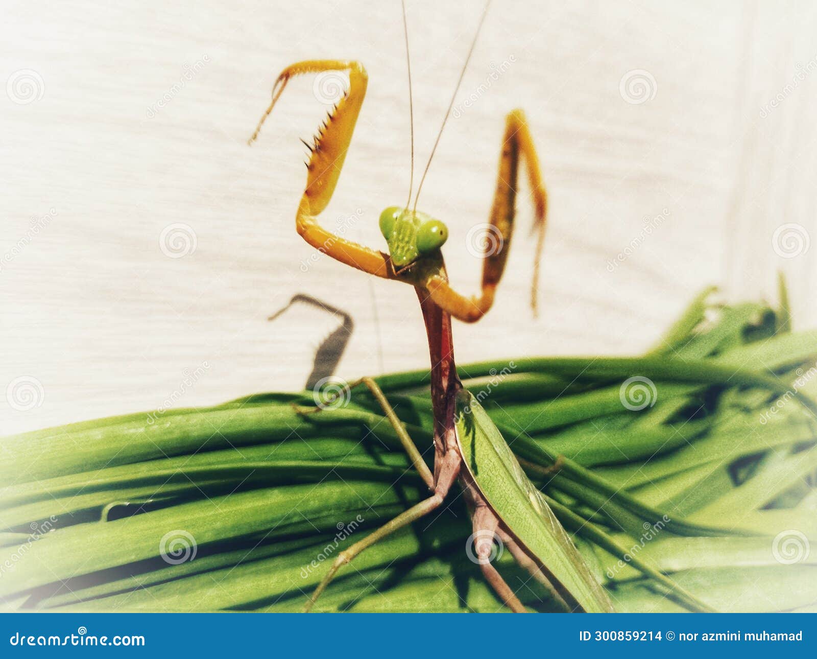 Praying Mantis are Showing Defensive Behavior Stock Photo - Image of ...