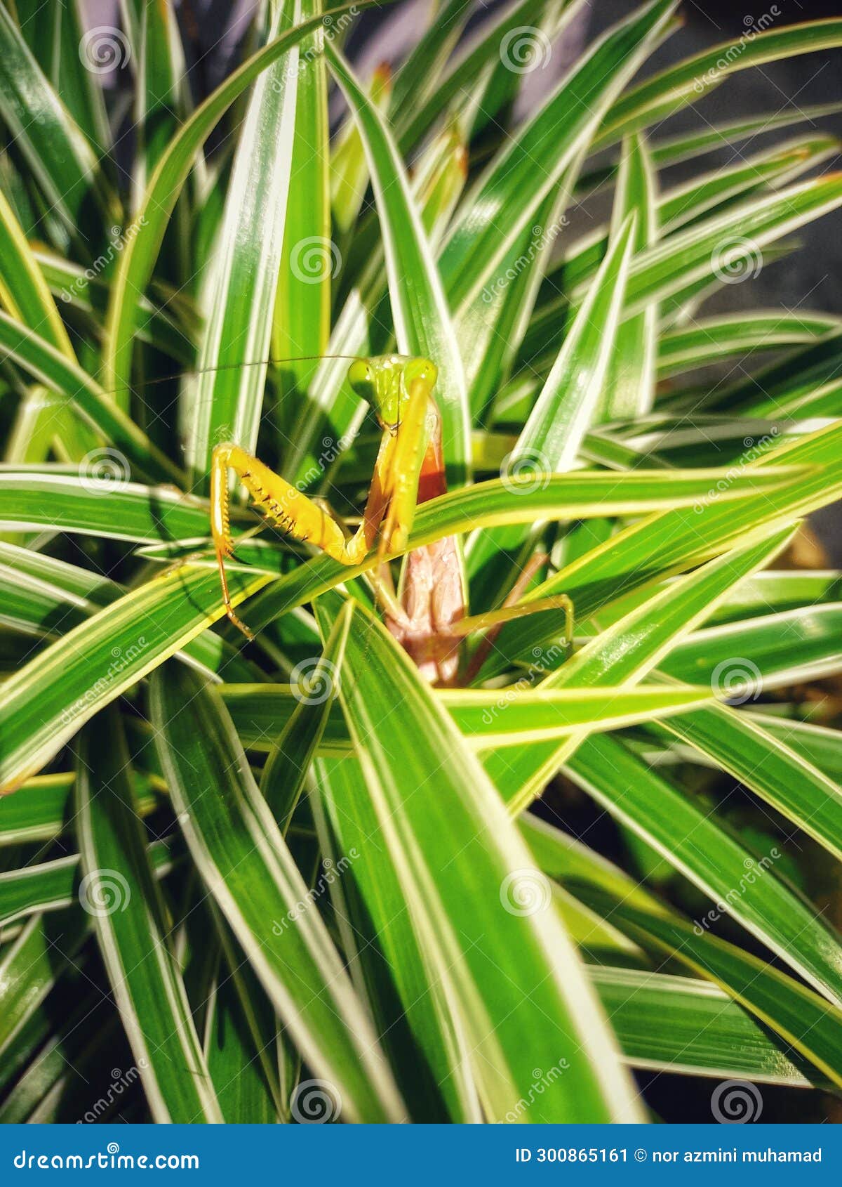 Praying Mantis are Showing Very Cheerful Action Stock Image - Image of ...