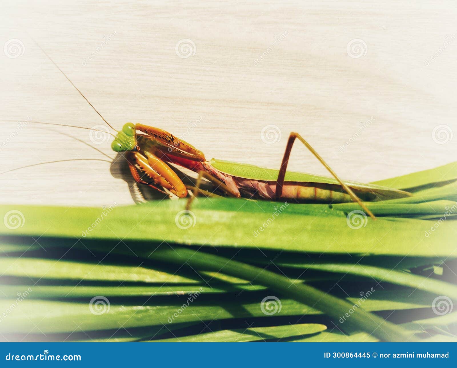 Praying Mantis are Showing Very Funny Actions Stock Image - Image of ...