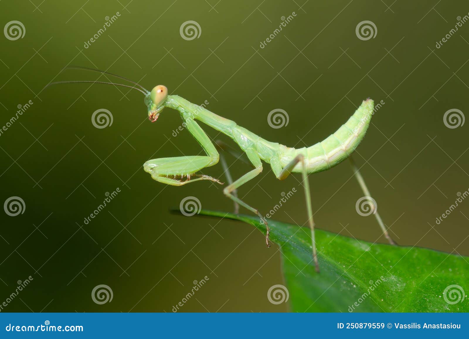 Praying Mantis Side Close Up View. Stock Image - Image of background ...