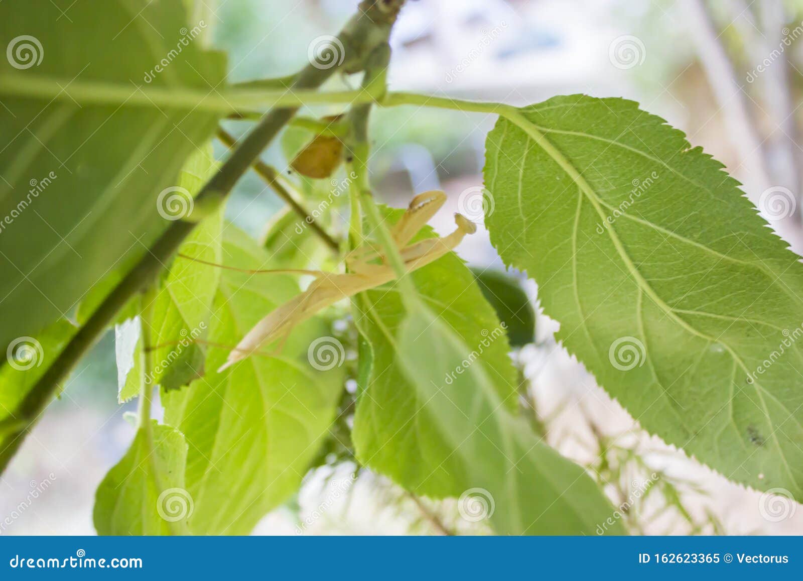 Praying Mantis Under Leaves Side View Stock Image - Image of insect ...