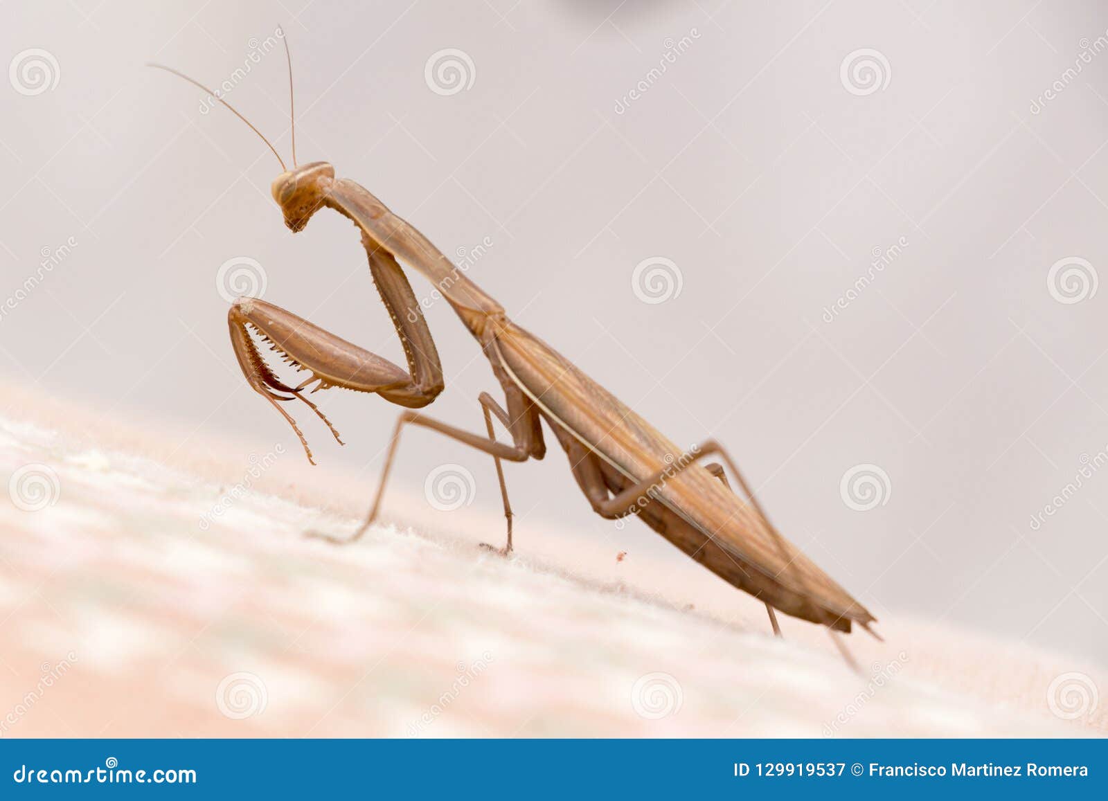 Praying mantis side view stock image. Image of closeup - 129919537