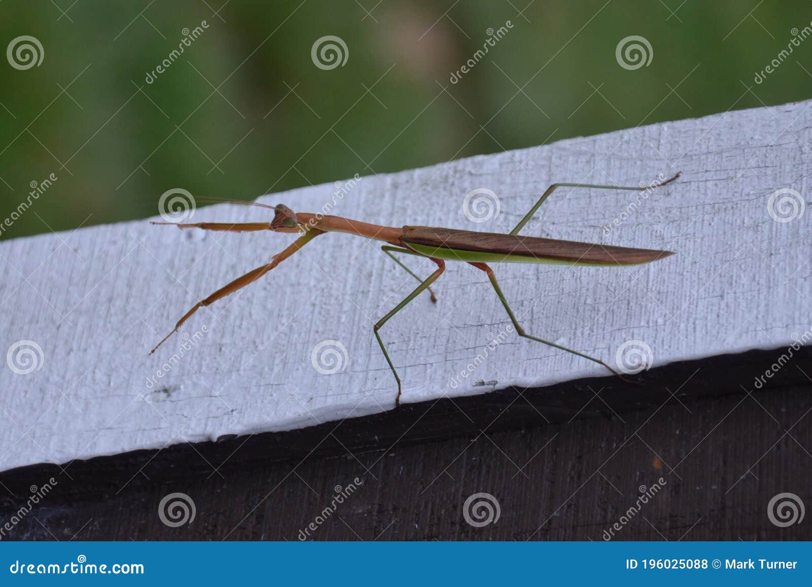 Praying Mantis on Side of a Wooden Shed Stock Photo - Image of praying ...