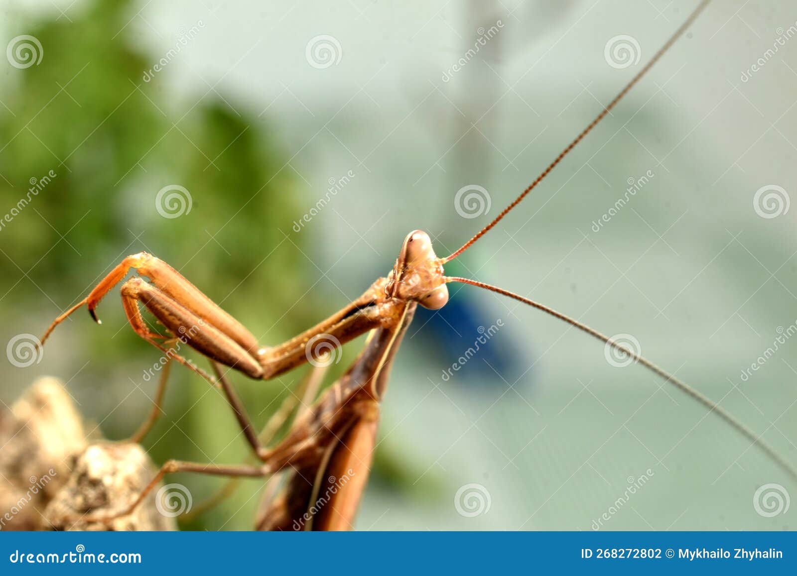 A Praying Mantis Sits on Top of a Piece of Branch, Side View. Stock ...