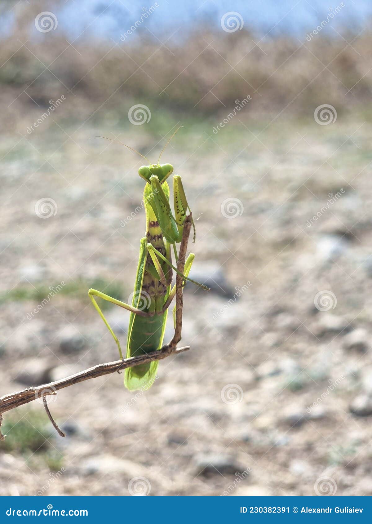 Praying Mantis Sitting on a Branch Stock Image - Image of arthropod ...