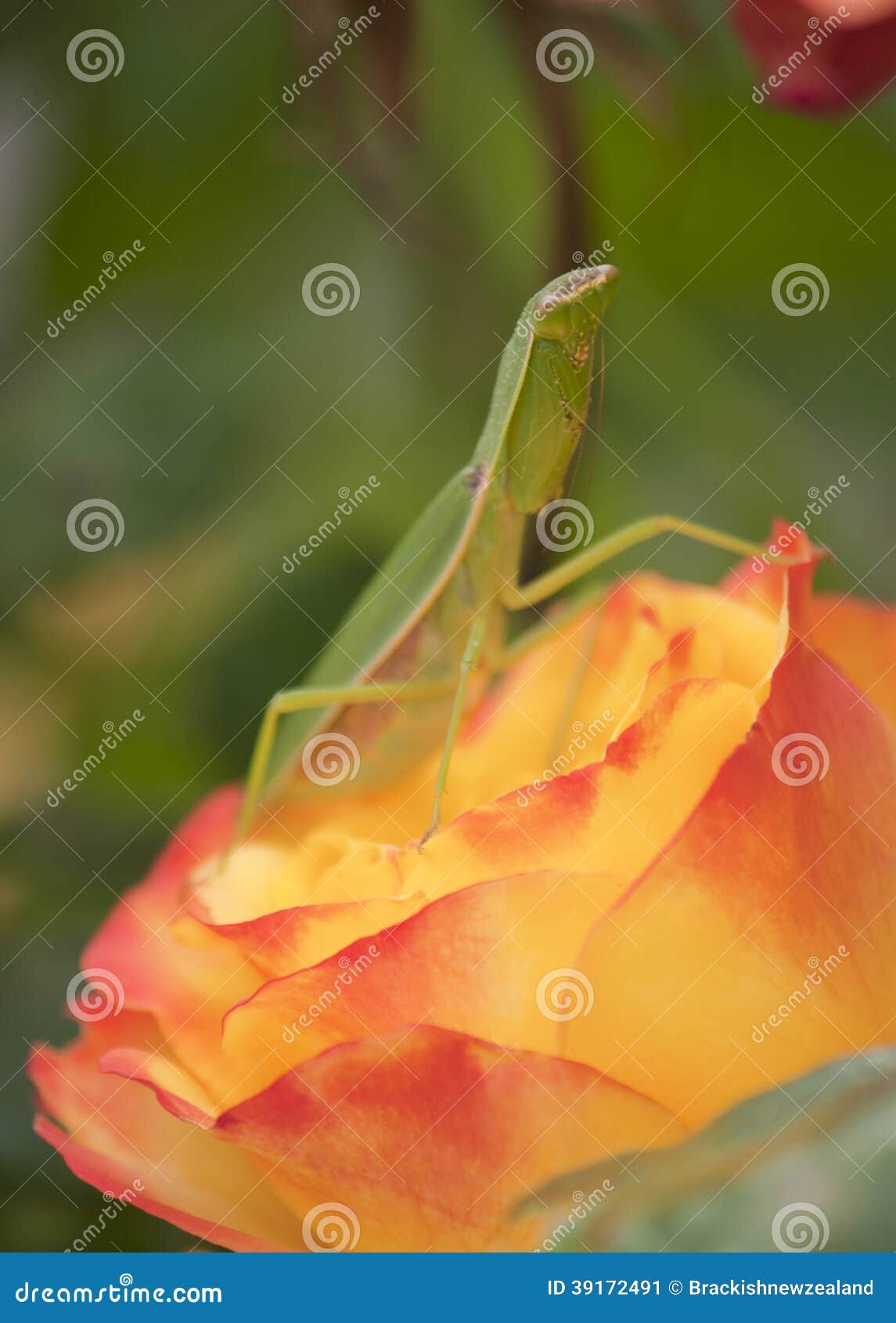 Praying Mantis stock image. Image of flower, orange, carnivore - 39172491
