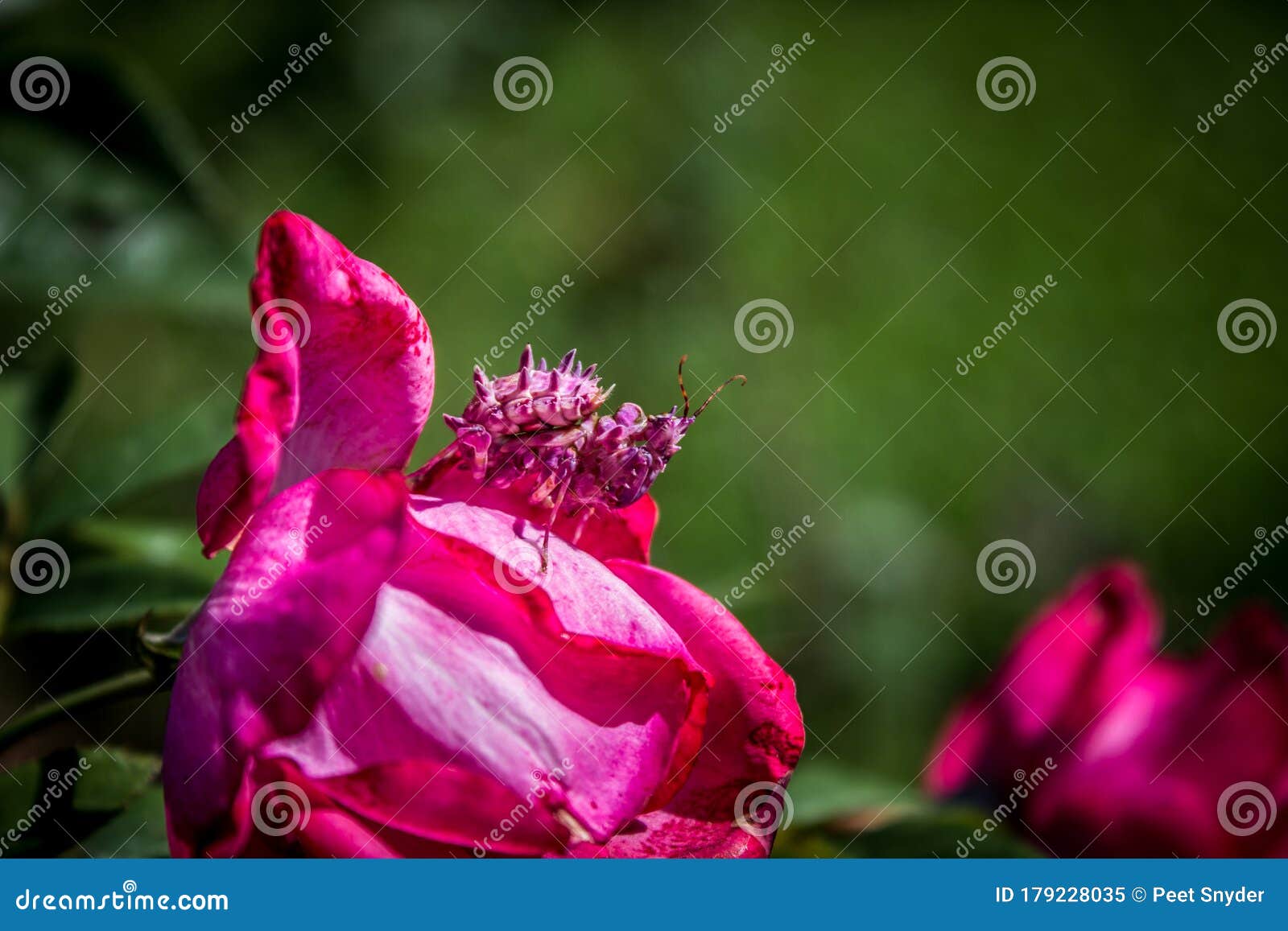 Praying Mantis Sitting on a Pink Rose Stock Image - Image of nature ...